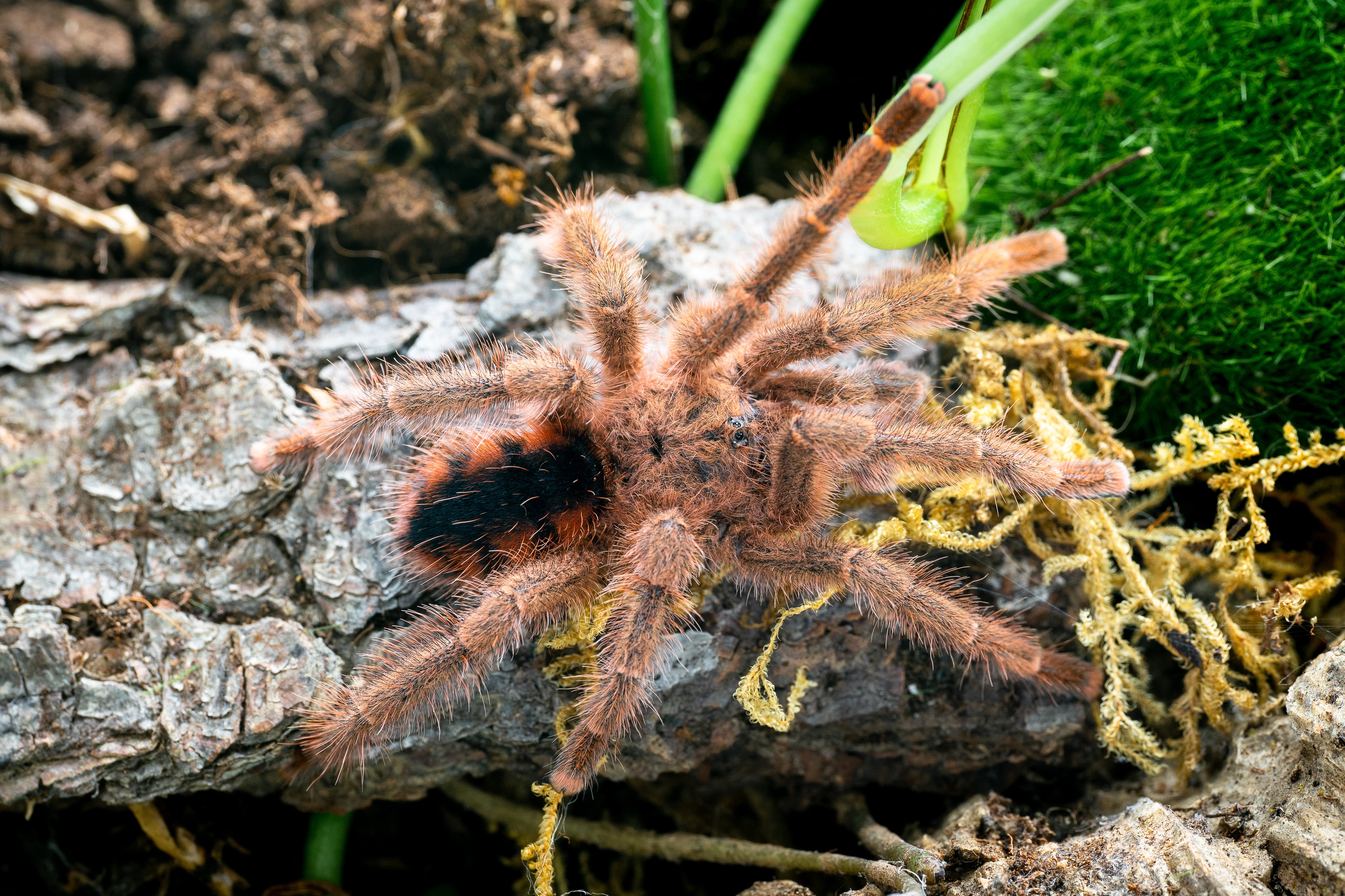 Avicularia minatrix (Venezuelan Redstripe Tarantula) – Fangs Unlimited